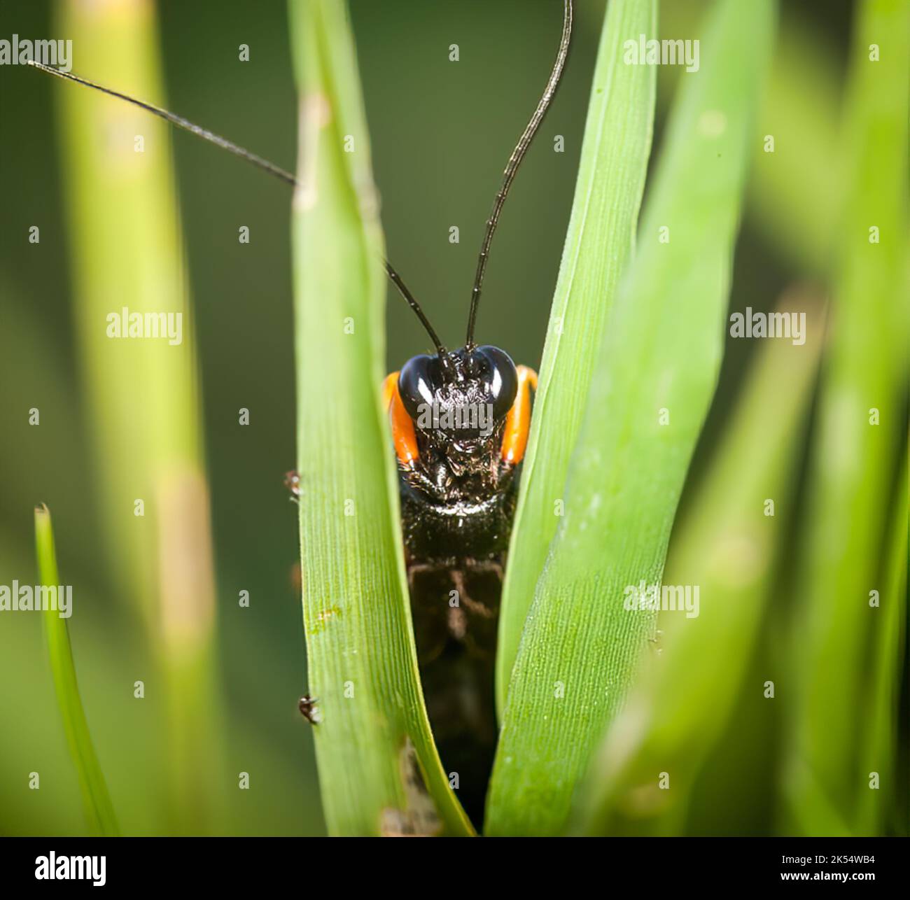Beetle face hi-res stock photography and images - Alamy