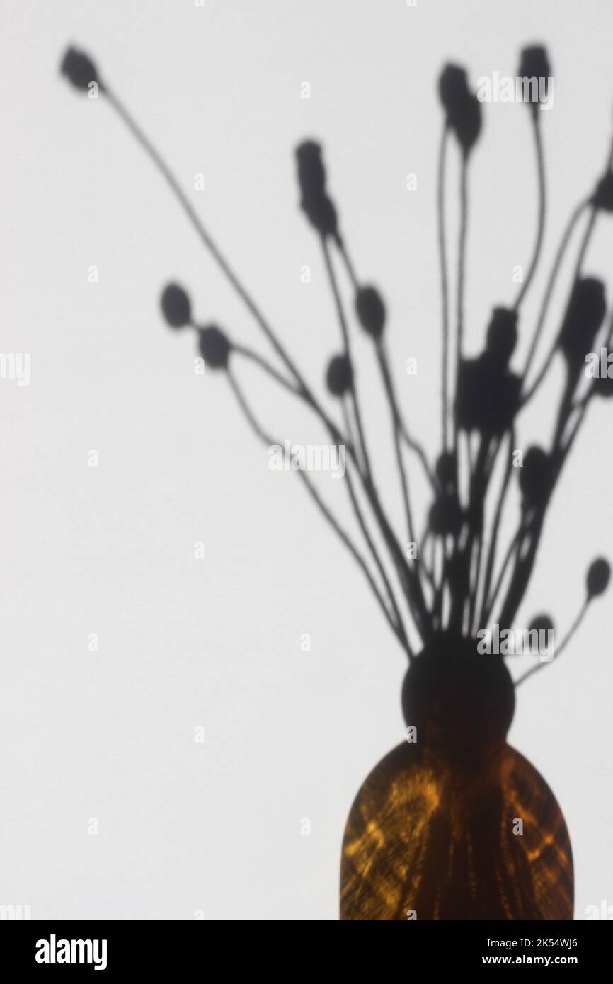 Minimal Abstract Floral Design. Dried Small Poppy Pods Shadow on White ...