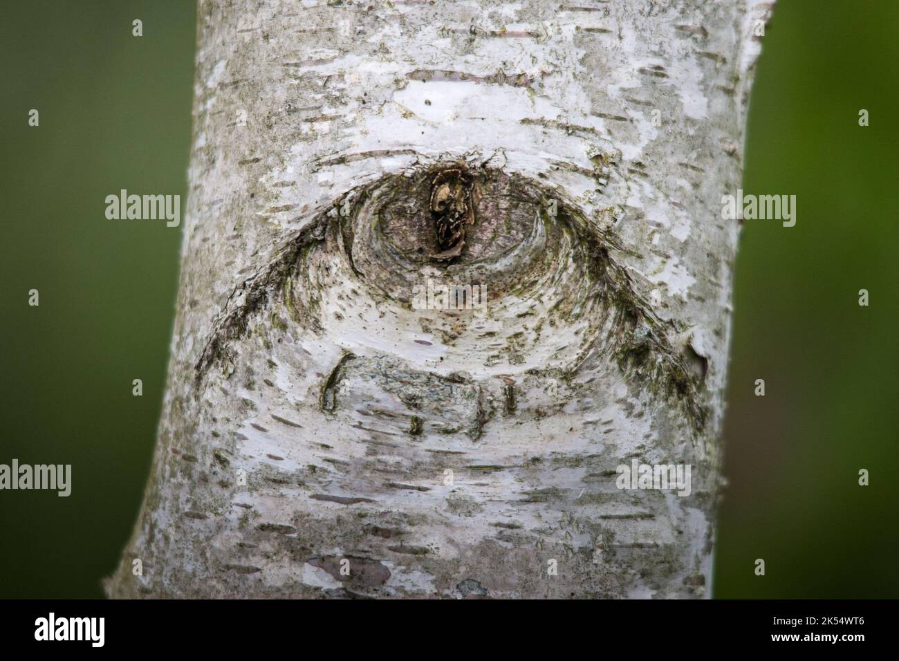 A closeup of pattern in birch tree bark reminiscent of human eye on ...