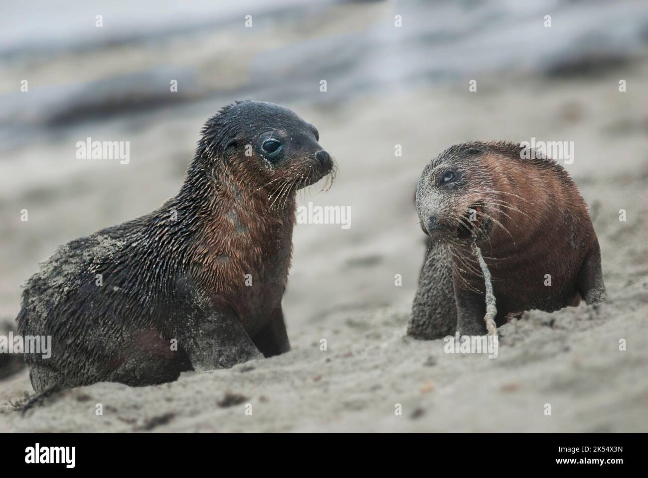 Migration of seals hi-res stock photography and images - Alamy