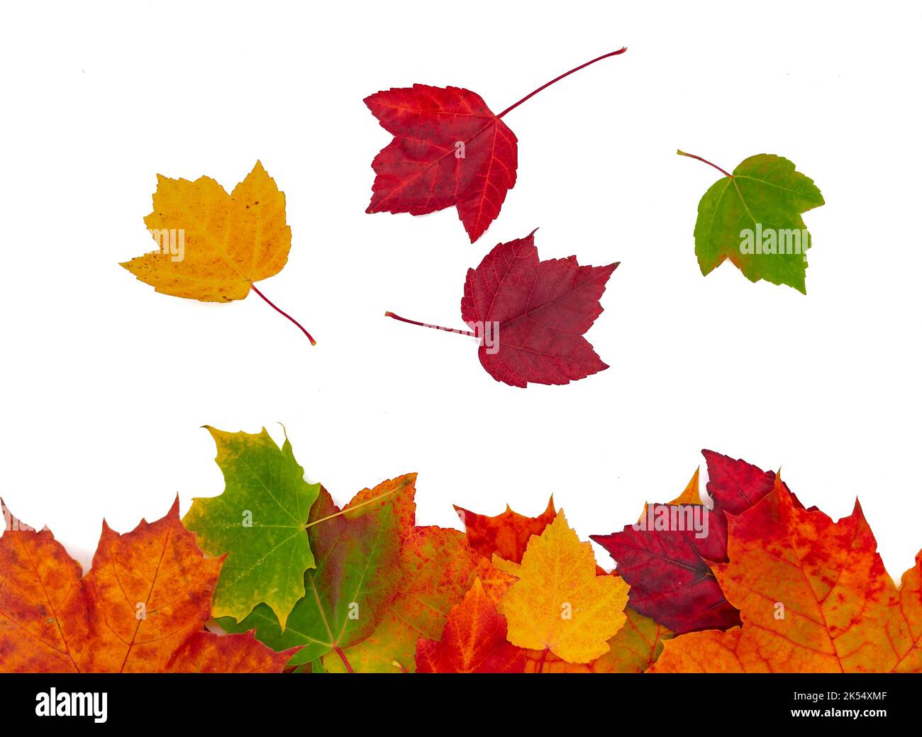 Colorful maple autumn leaves isolated on white background as frame ...