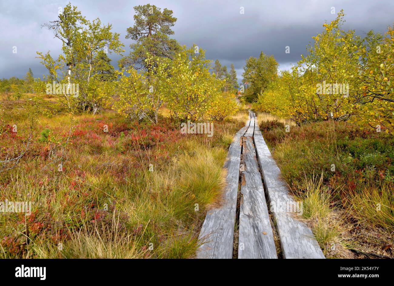 wooden pathway on the soil covered with colorful plants crossing a ...