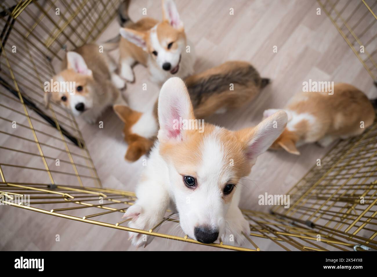 Corgi safety hi-res stock photography and images - Alamy