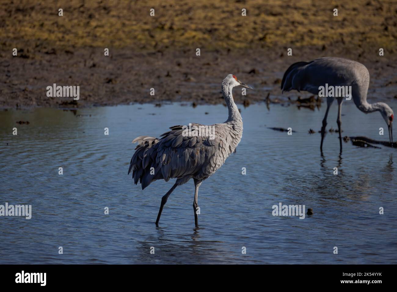 The sandhill crane(Antigone canadensis) . Native American bird a ...