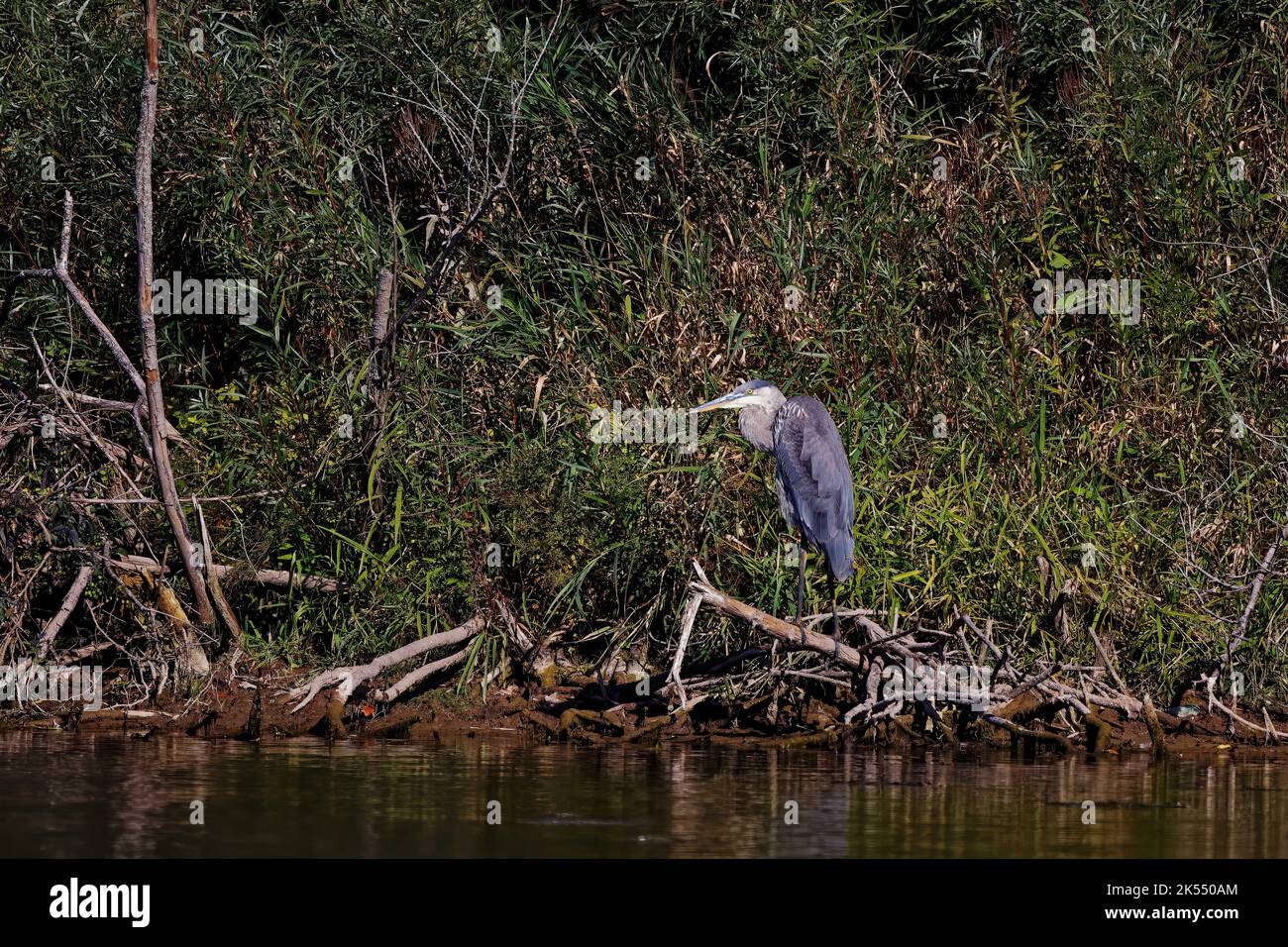 Great blue heron ( Ardea cinerea ) is the largest American heron ...