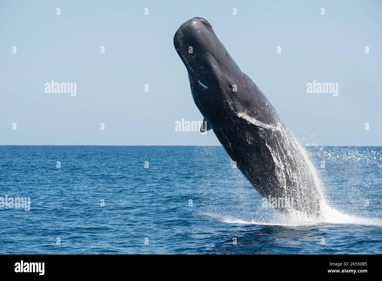 The whale was almost vertical out of the water. Indian Ocean: THESE ...