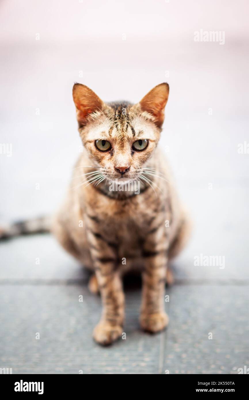 A cute little cat comes up for a chat in Pat Pong, Silom Rd. Bangkok ...