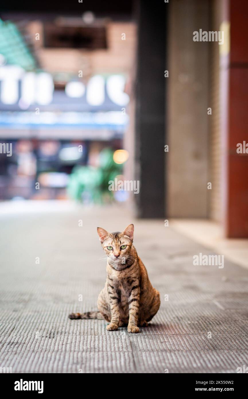 A cute little cat comes up for a chat in Pat Pong, Silom Rd. Bangkok ...