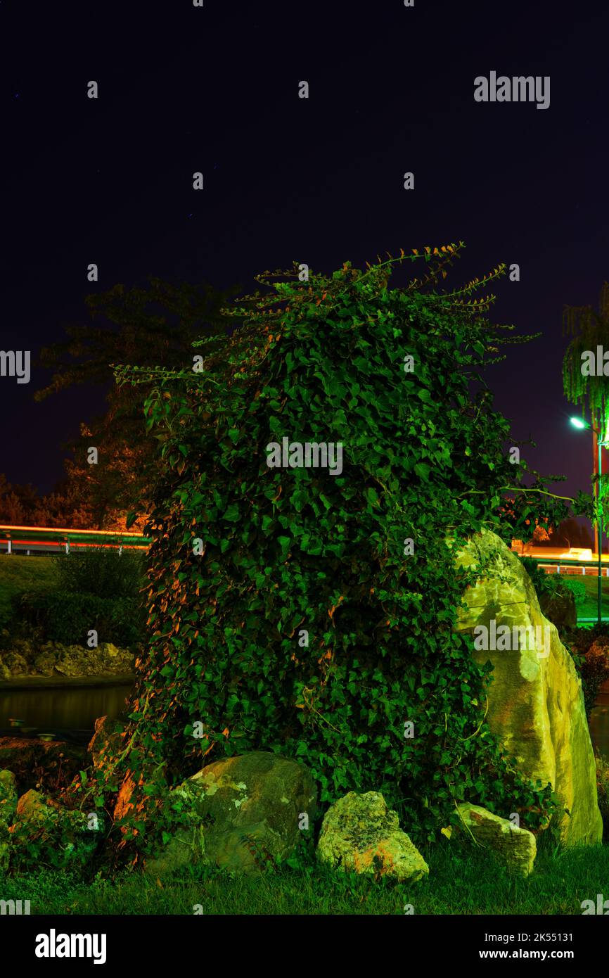 Ivy on rock at waterside at night long exposure photo Stock Photo - Alamy