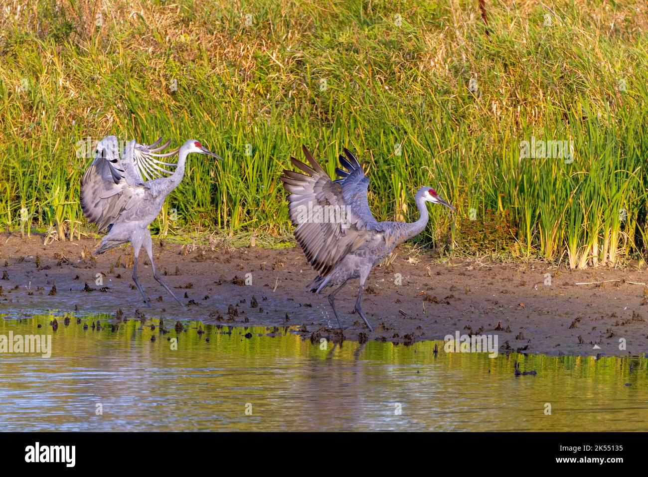 The sandhill crane(Antigone canadensis) . Native American bird a ...