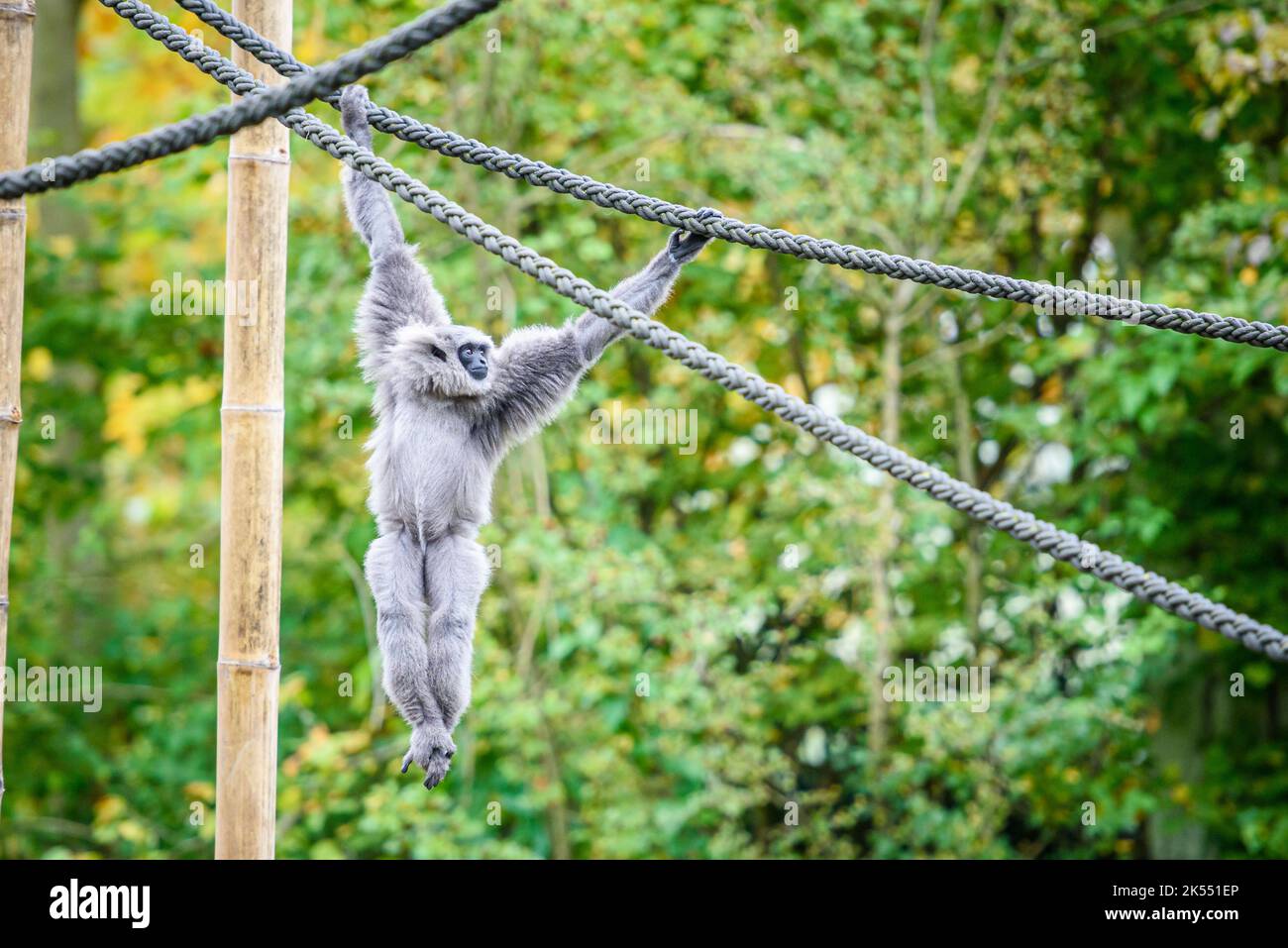 A gray gibbon monkey hanging on thick ropes in the zoo Stock Photo - Alamy