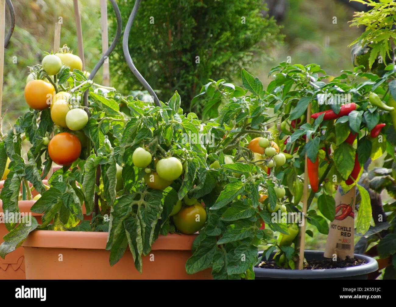 Tomaten im Topf Stock Photo - Alamy
