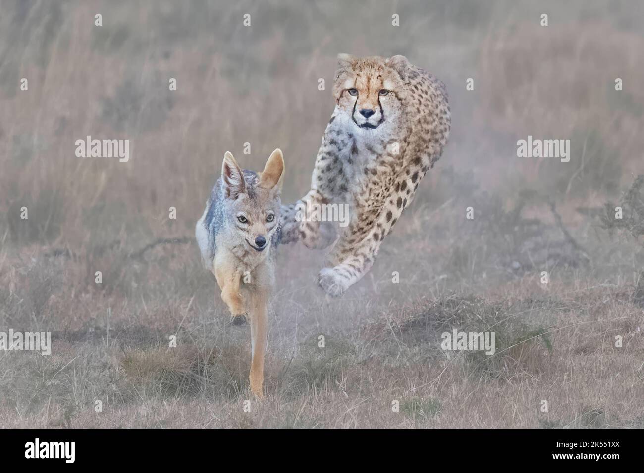 The jackal runs away, terrified. Masai Mara, Kenya: THESE FAST-PACED ...