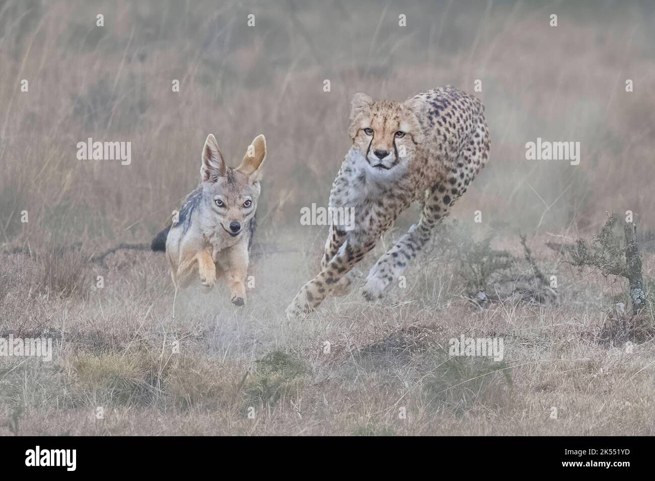 The cheetah can outrun the jackal but the jackal has better endurance ...