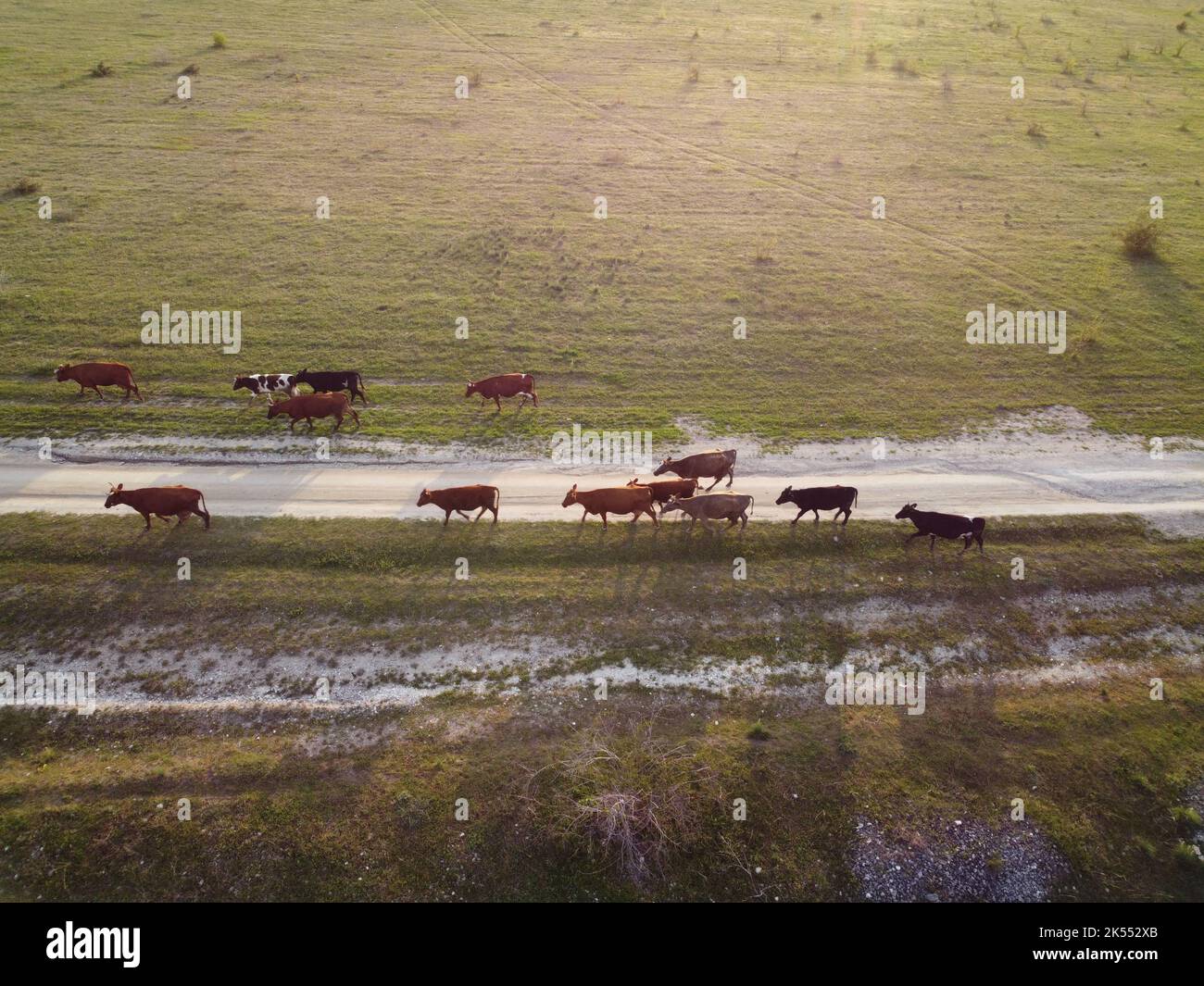 AERIAL: Flying over a small herd of cattle cows walking uniformly down ...