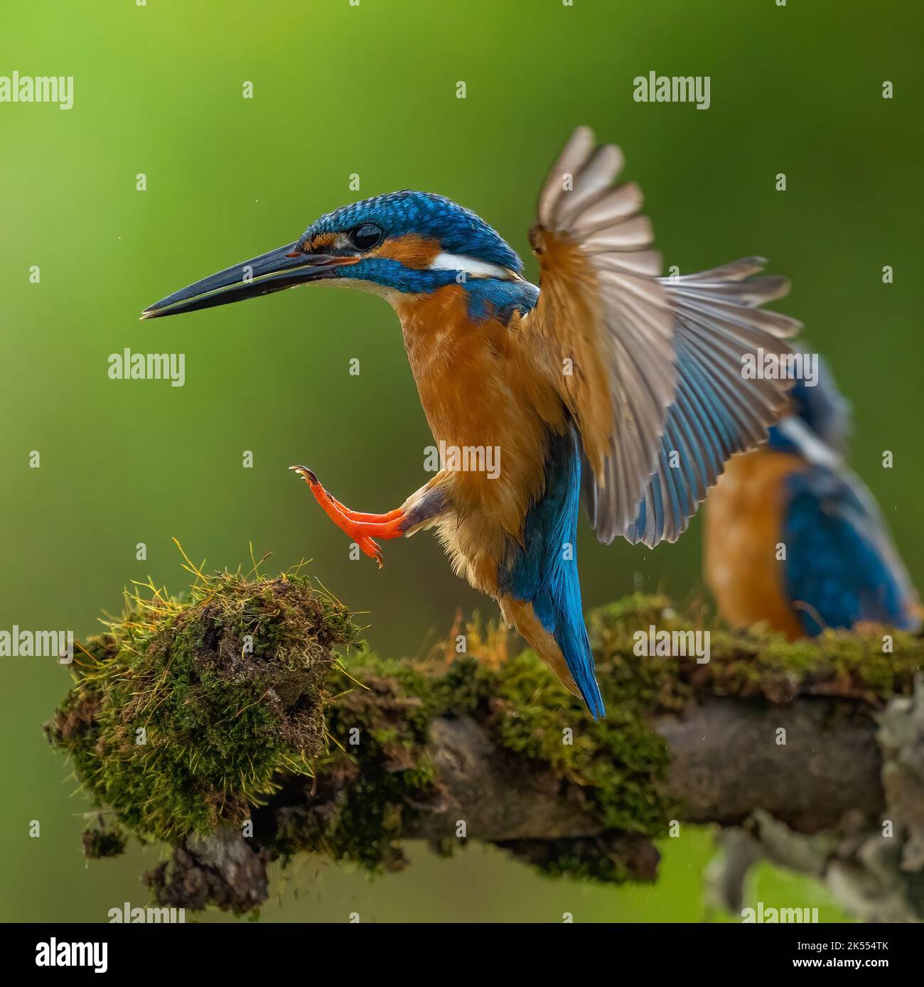 Kingfishers are identifiable from their bright colours. India: THESE ...