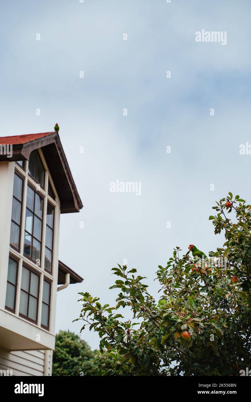 Green and red parrots in an apple tree near Marina Green in San ...