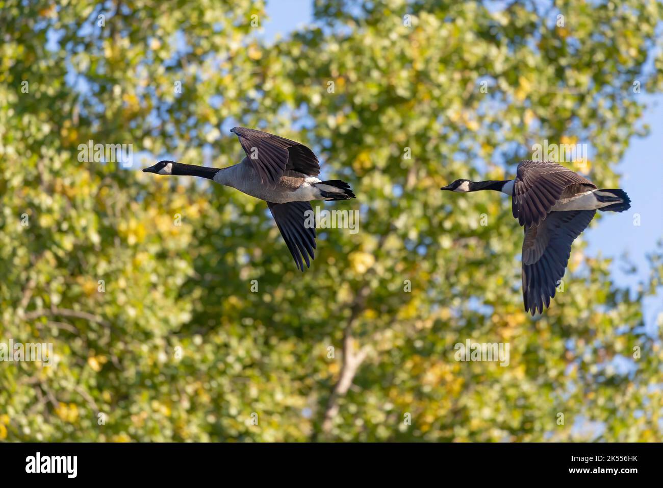Canada goose (Branta canadensis) in flight. Natural scene from ...