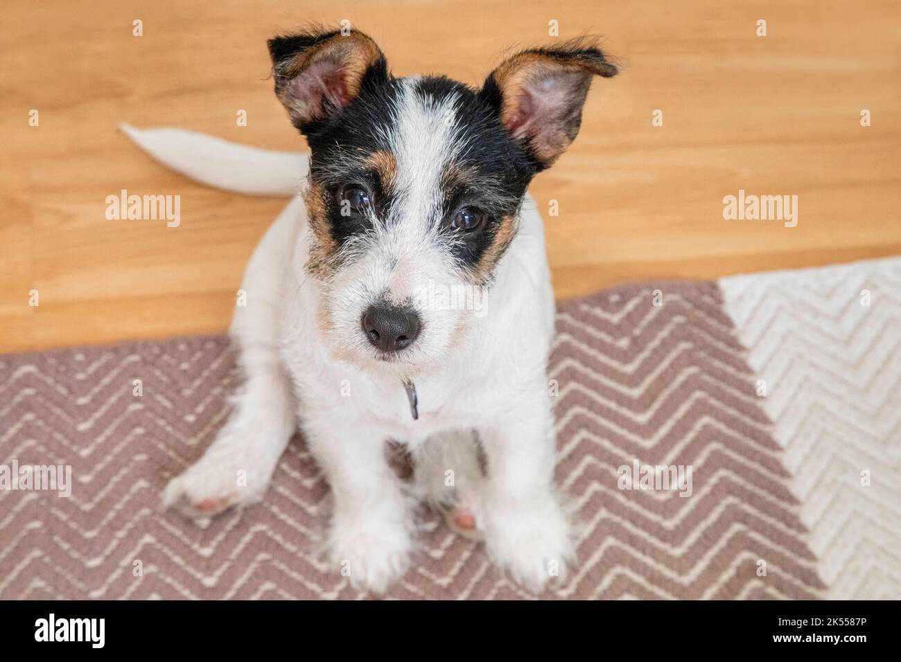 Sweet three months Jack Russell puppy dog sitting on a small rug Stock ...