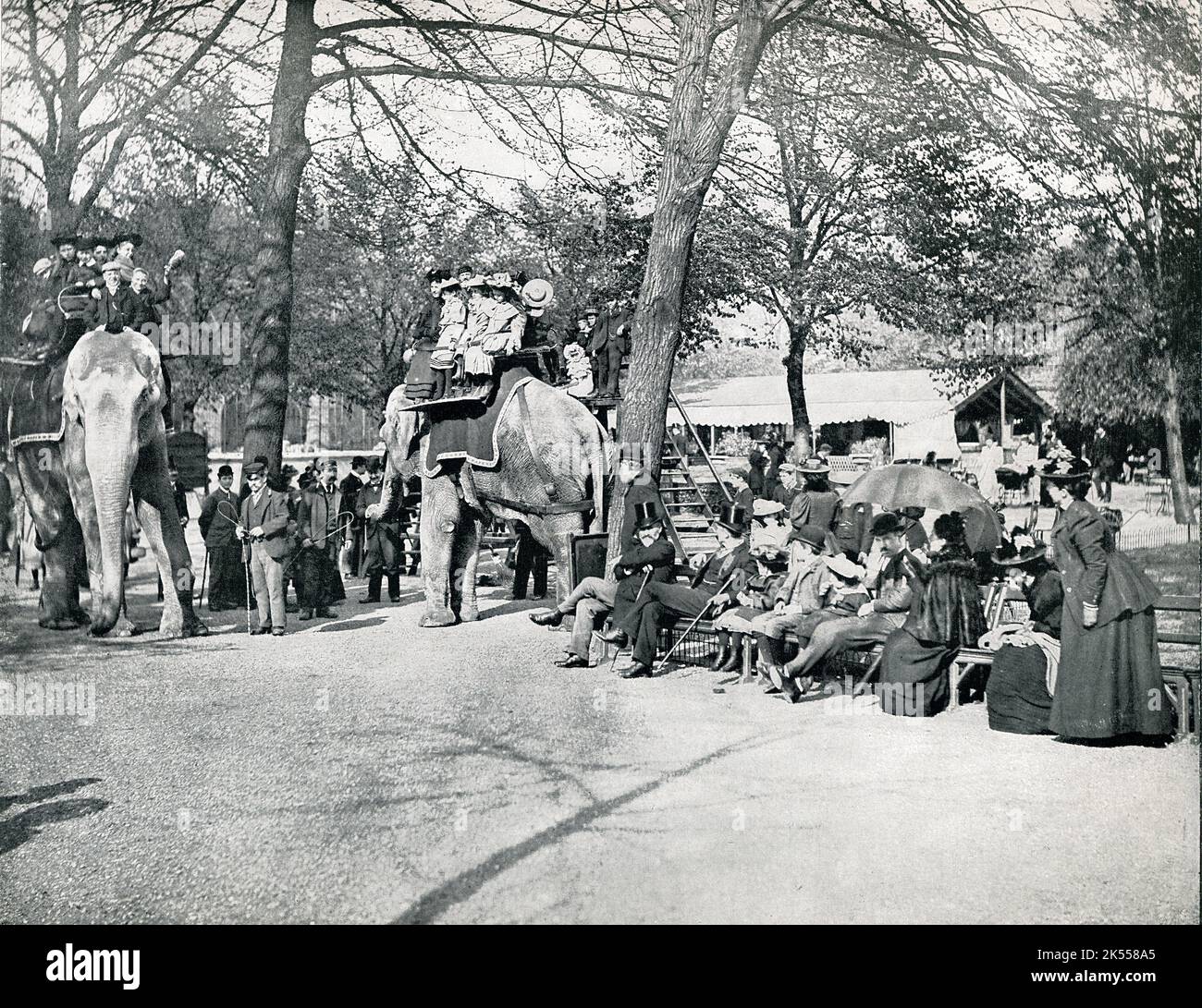 Elephants ride at London Zoo, 19th‑century illustration, Victorian-era ...