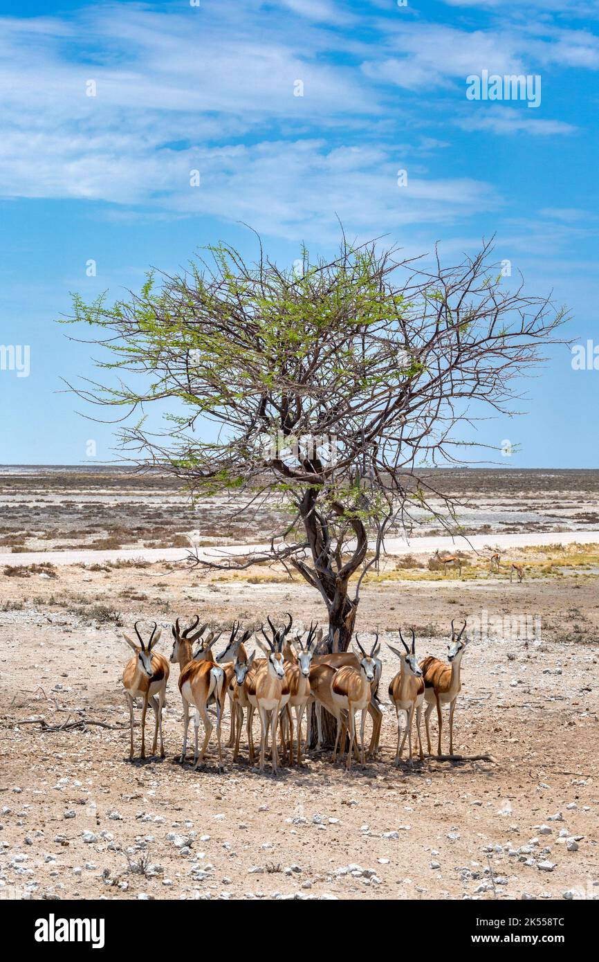 Impala herd inside Etosha National park, Namibia Stock Photo - Alamy