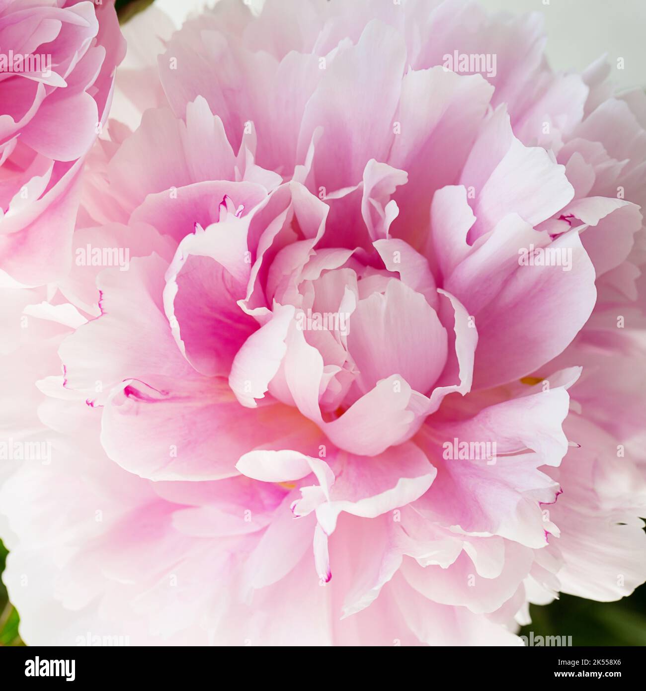 Close up of a single pale pink peony (paeonia) flower with a square ...