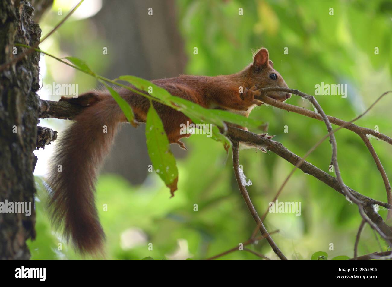 squirrel lying relaxing on branch of tree in the city park Stock Photo ...