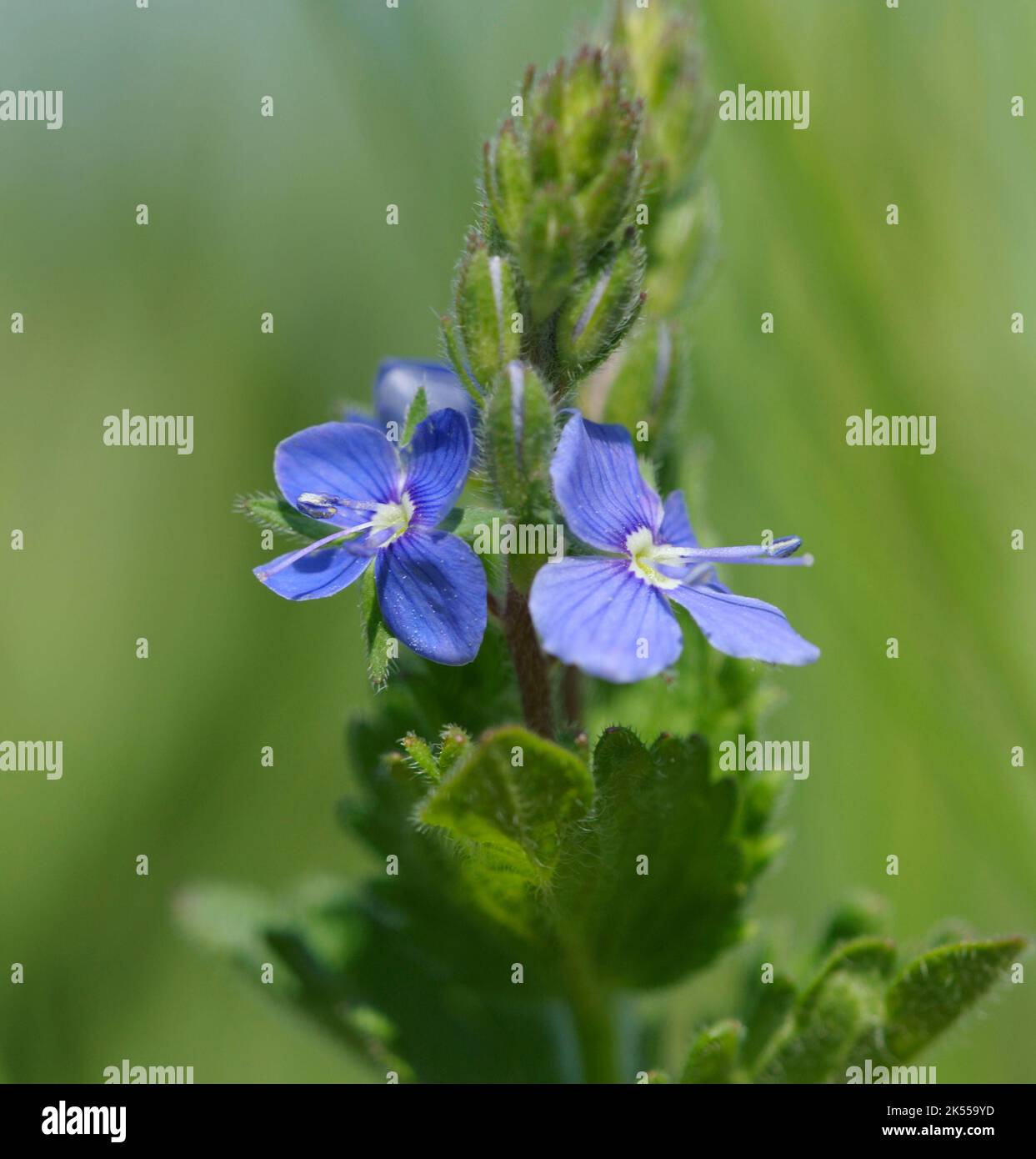 Blue flowers of the germander speedwell, Veronica chamaedrys, blooming ...