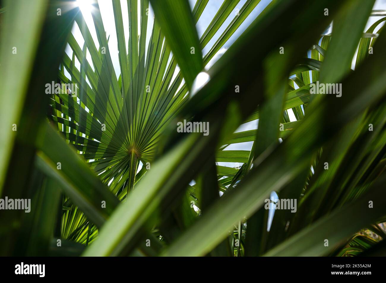 Close up of palm leaves showing the vein structure as it is back lit by ...