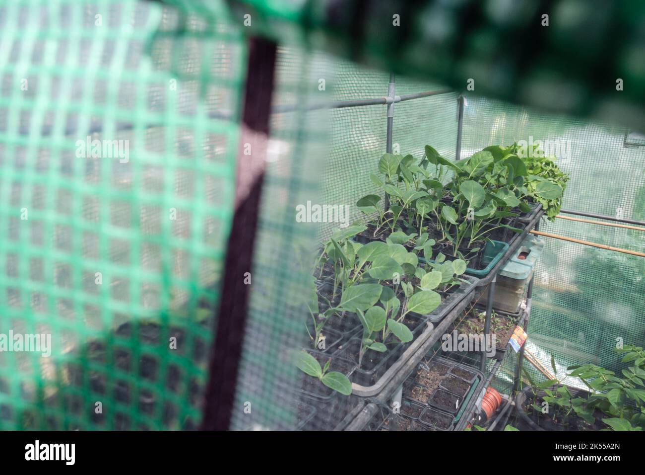 Tiny seedling growing in plastic pots on the shelf of a temporary green ...