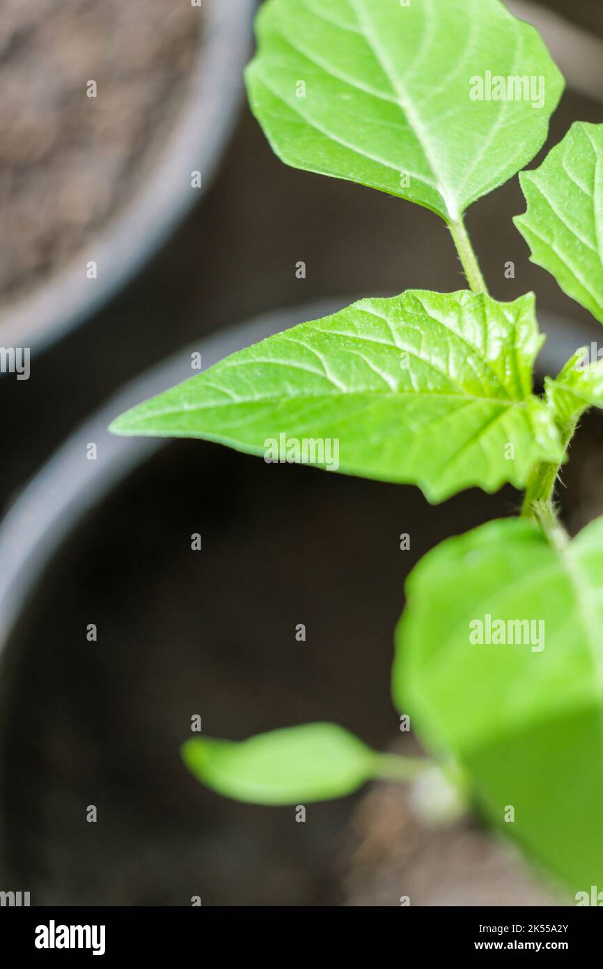 A small Tomatillo plant seedling growing in a plastic pot Stock Photo ...