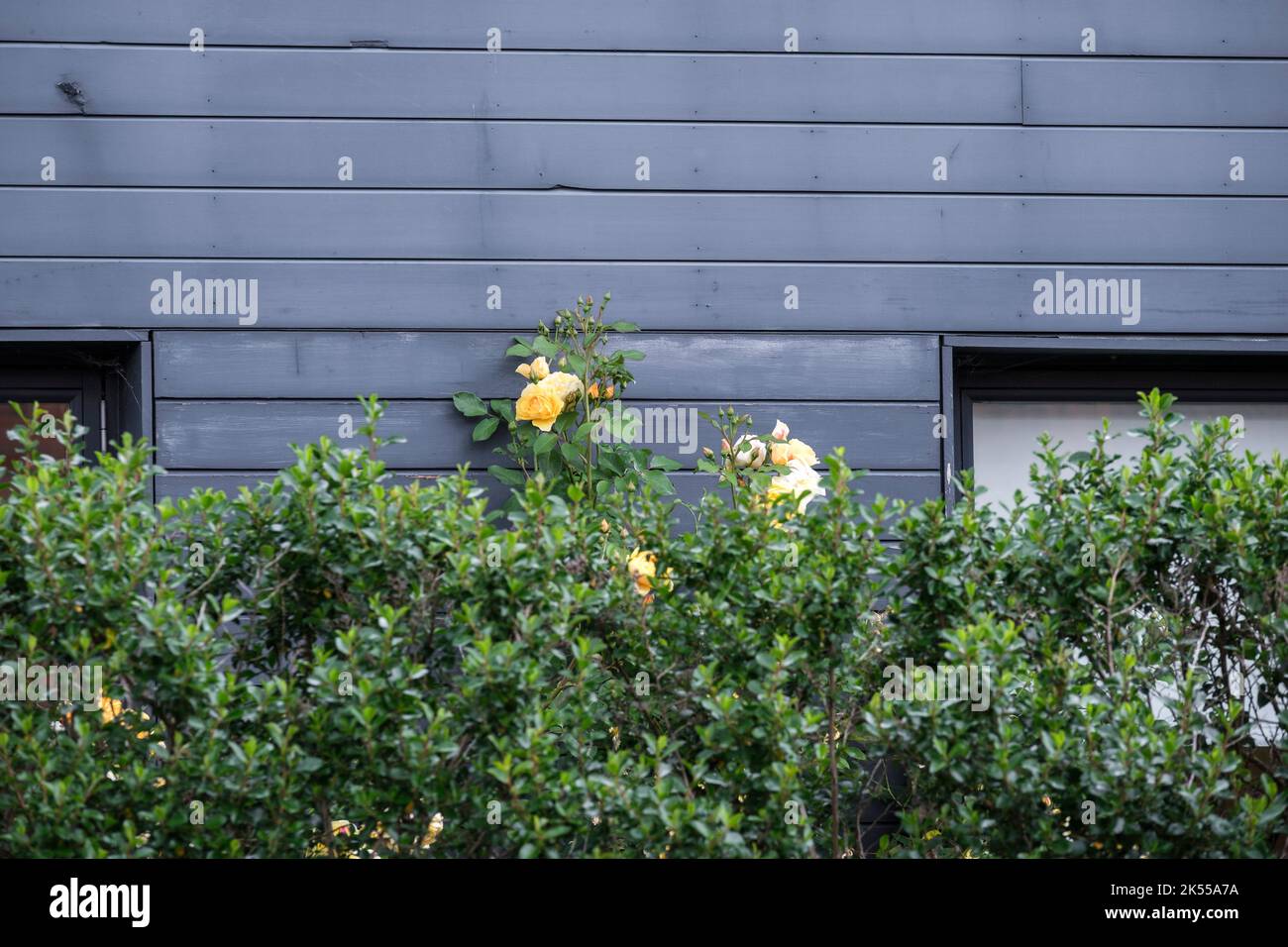 A yellow rose plant hidden behind a bush growing up a grey painted ...