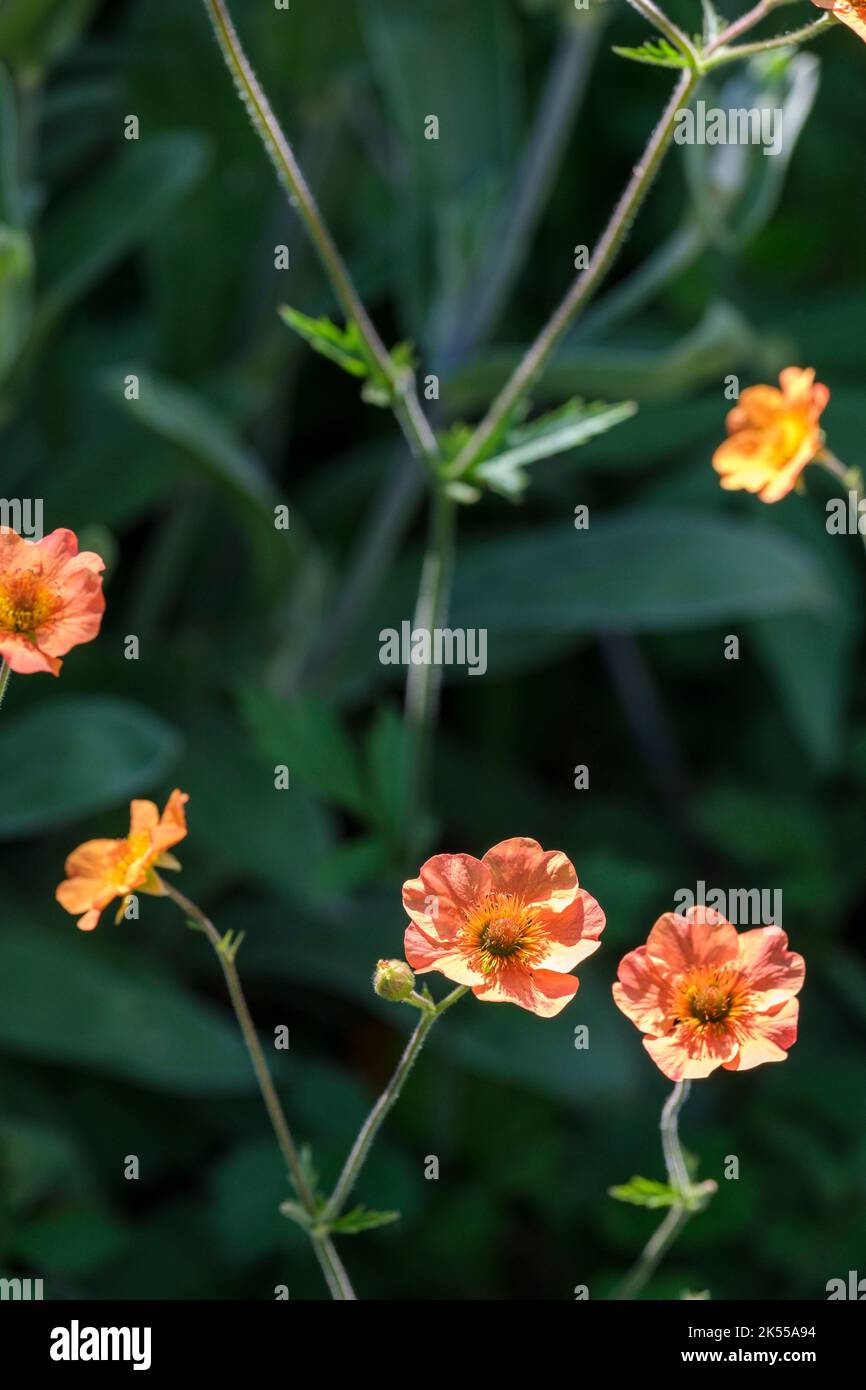 Tiny orange flowers on a dark green leaved plant Stock Photo - Alamy