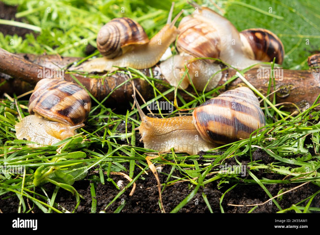 Five large grape garden snails Helix pomatia live in the forest on the ...