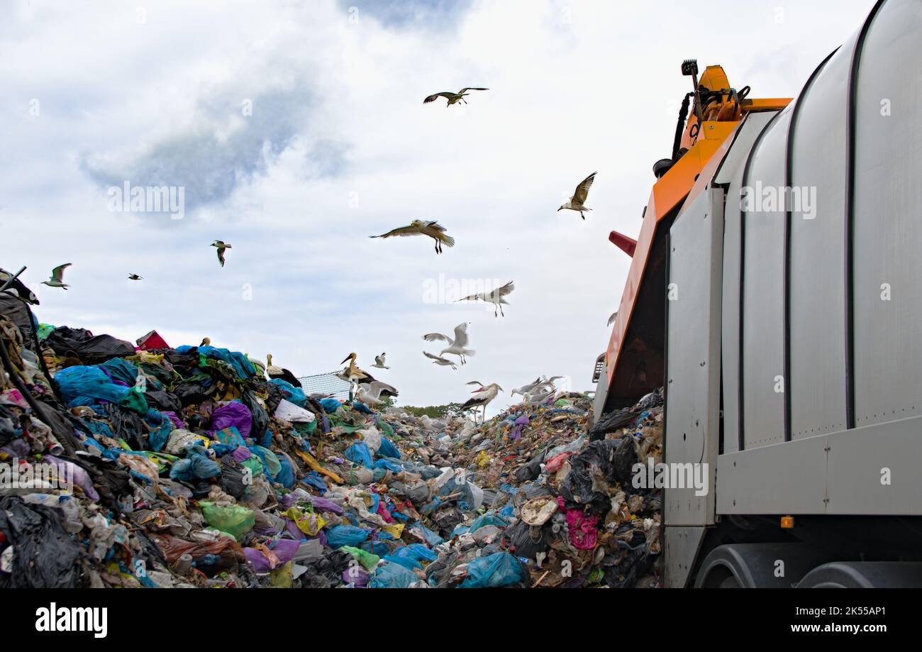 landfill pollutes the environment. garbage truck. birds fly over ...