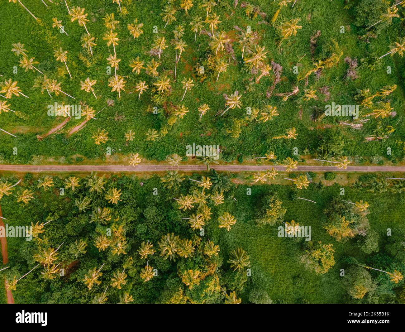 Drone aerial view above huge long palm trees at the Island Of Koh Mak ...