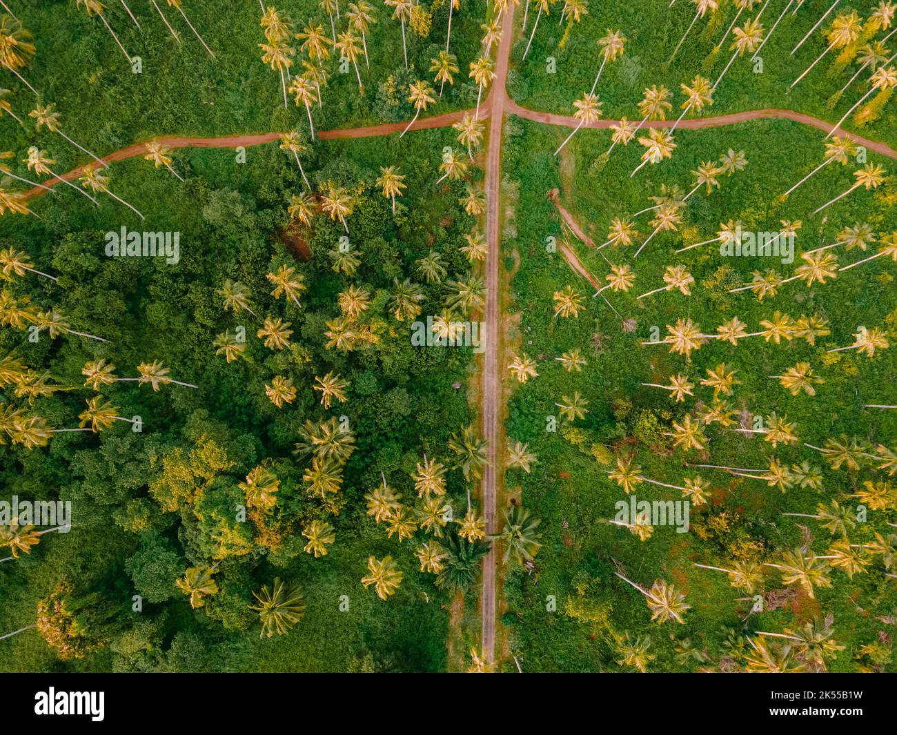 Drone aerial view above huge long palm trees at the Island Of Koh Mak ...