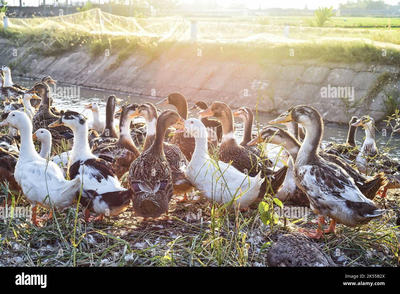 Group of ducks walking at sundown Stock Photo - Alamy