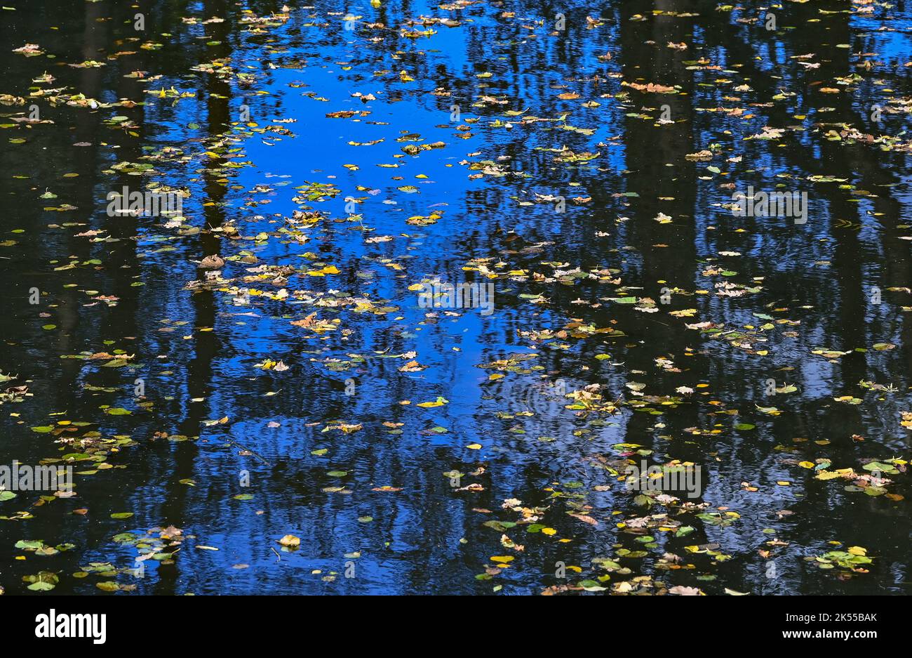 Lehde, Germany. 06th Oct, 2022. Yellow autumn leaves floating on the ...