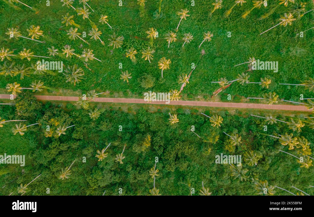 Drone aerial view above huge long palm trees at the Island Of Koh Mak ...