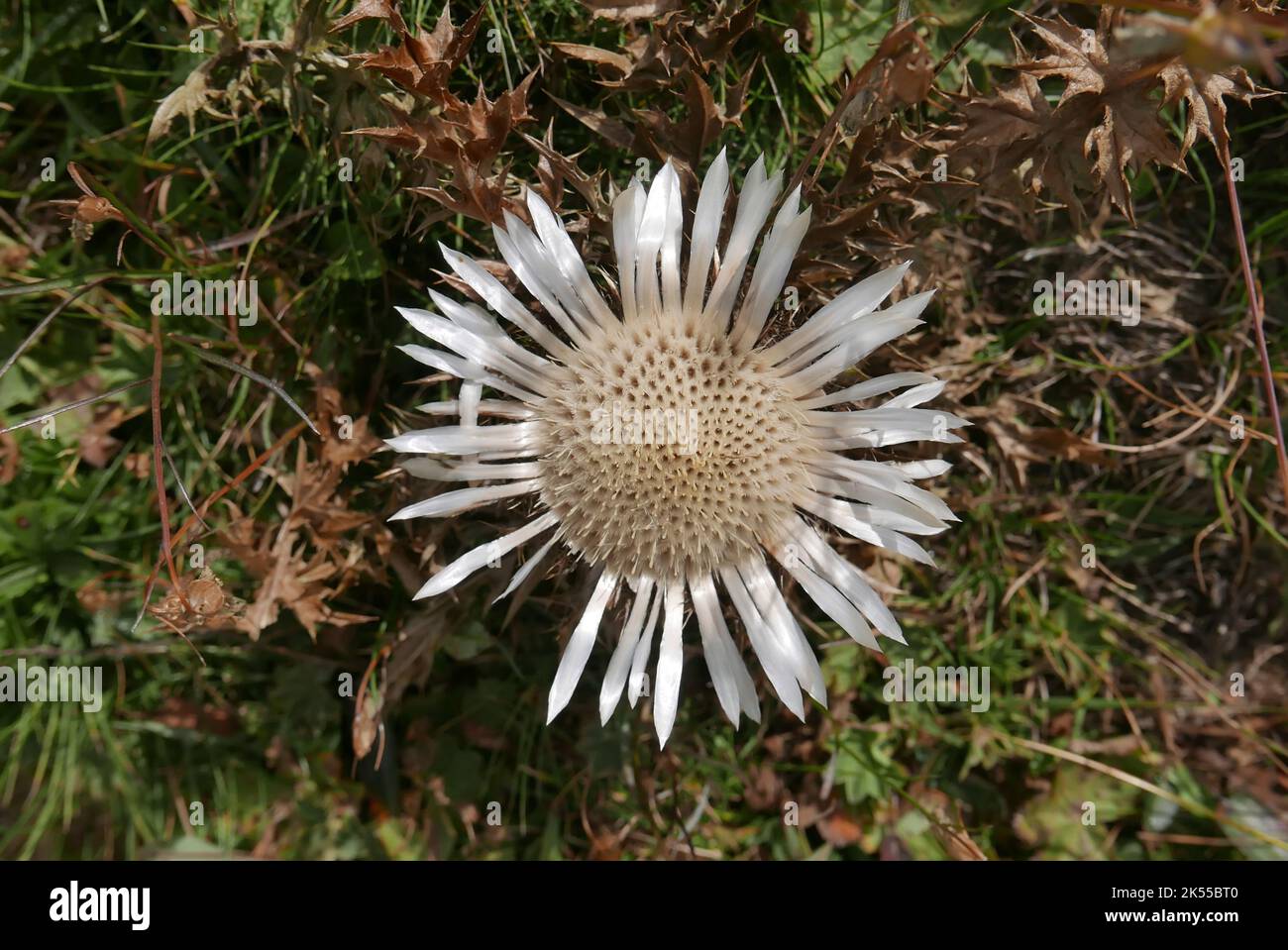the stemless carline thistle flower from above Stock Photo - Alamy