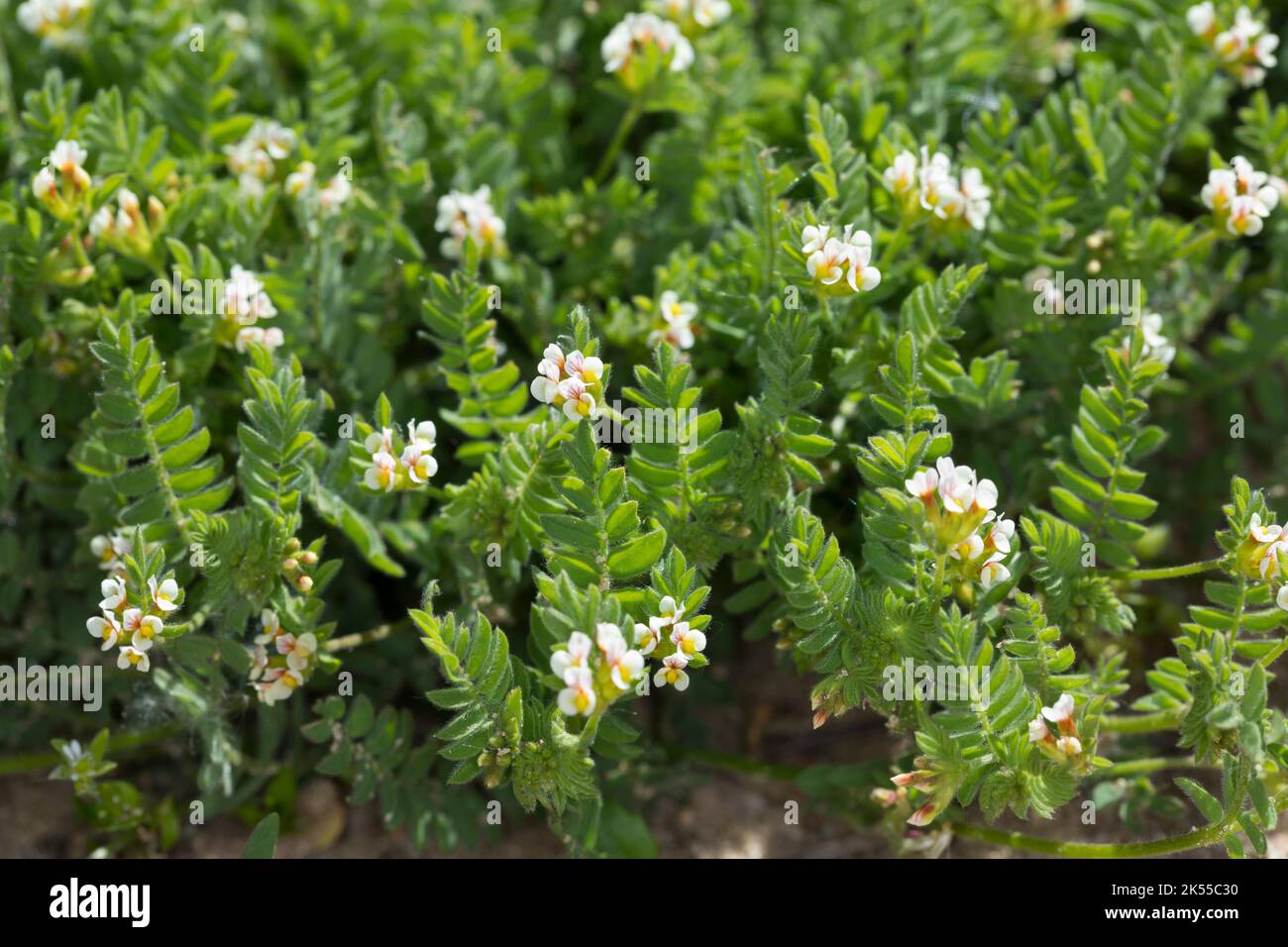 Kleiner Vogelfuß, Kleiner Vogelfuss, Mäusewicke, Ornithopus perpusillus ...