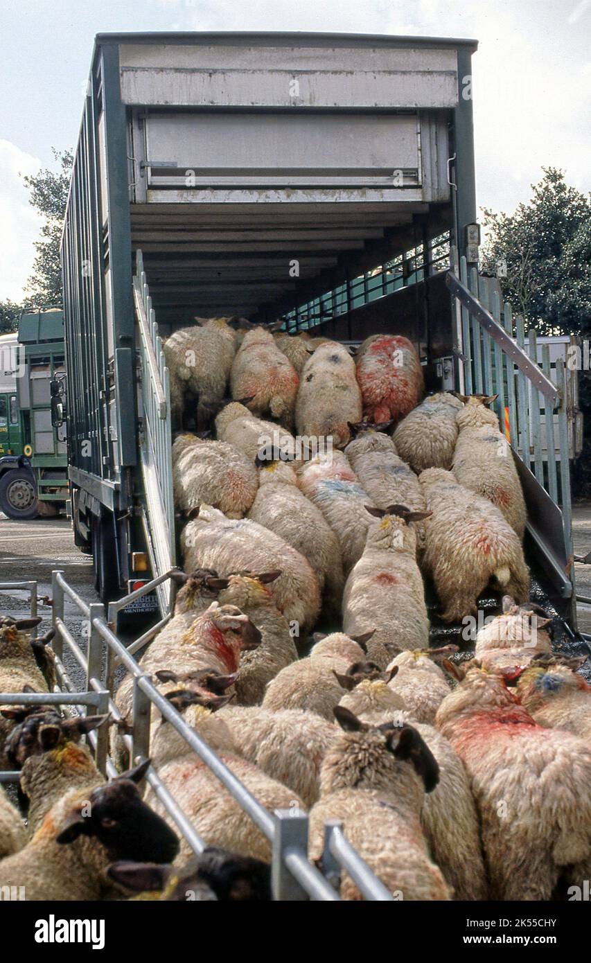 Sheep being loaded into a livestock transporter truck Stock Photo - Alamy