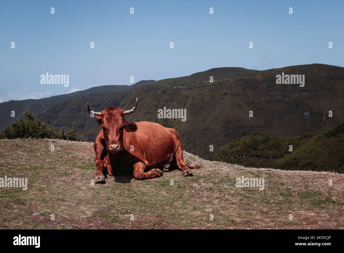 A brown cow with horns lying down resting in the viewpoint of Rabaçal ...