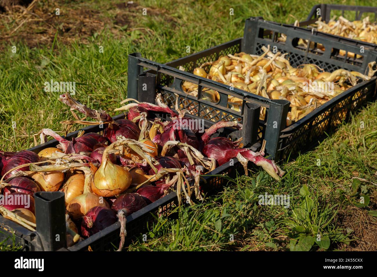 onions in a black plastic box on the grass. Harvesting onions Stock ...