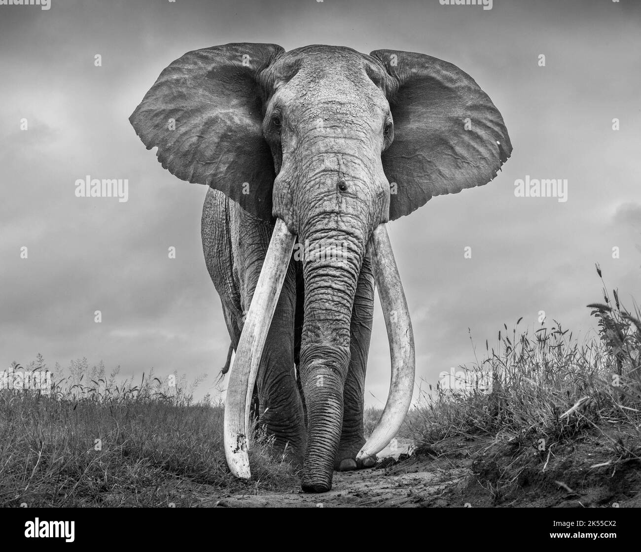 James captured the beauty of elephants in black and white. Kenya: THESE ...