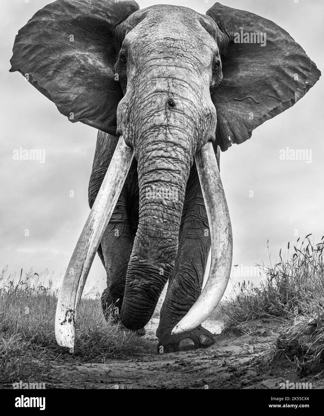 An elephant curiously advancing at the photographer. Kenya: THESE ...