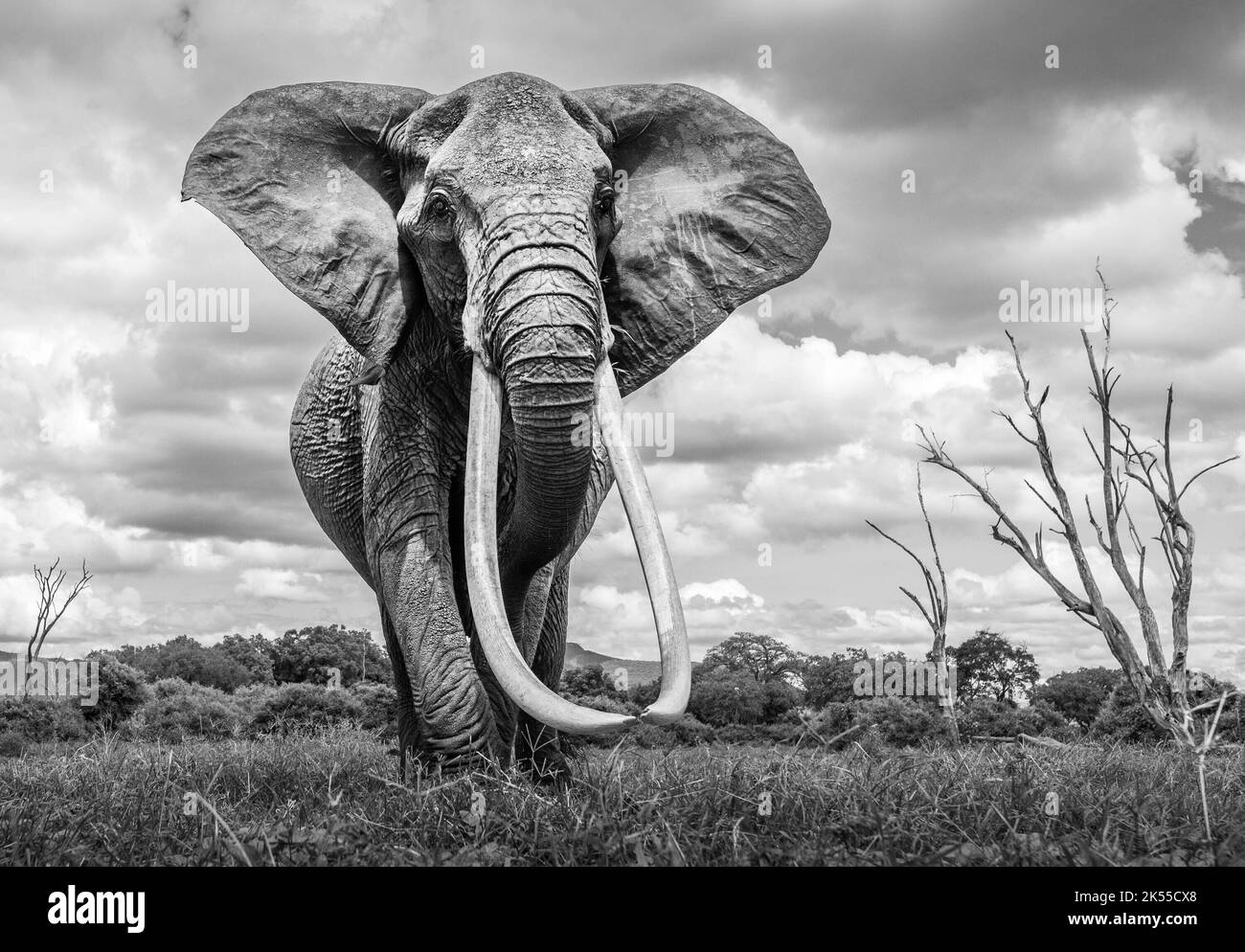 A super tusker with excessive tusks. Kenya: THESE MAJESTIC images celebrate the beauty of Kenya ...