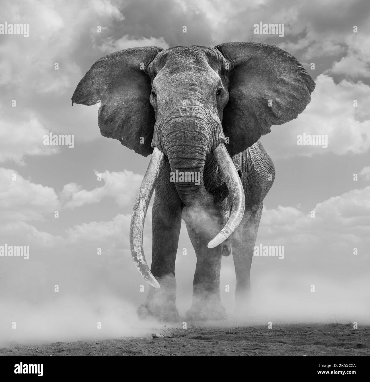 Dust kicked up to create an amazing fog around this elephant. Kenya ...