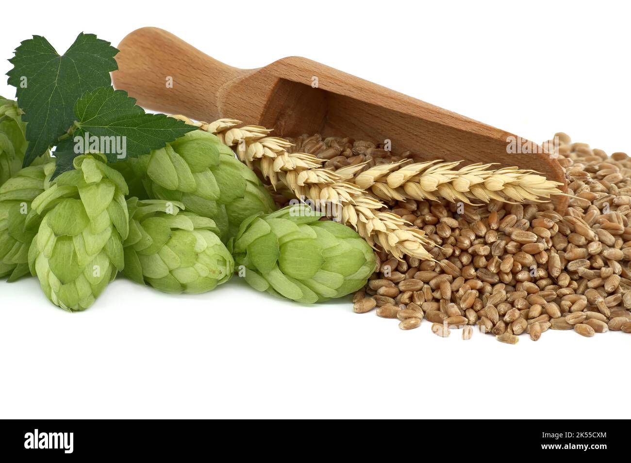 Hops cones near to wheat grain seeds spilling from wooden scoop ...